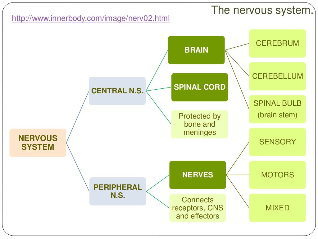 Nervous and endocrine systems.