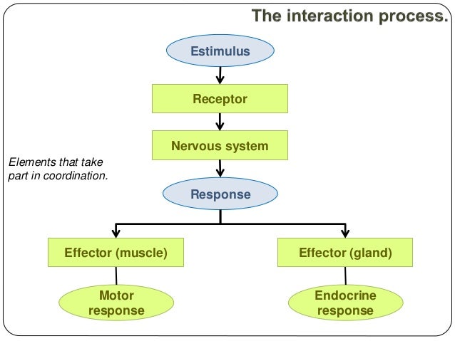 Nervous And Endocrine Systems