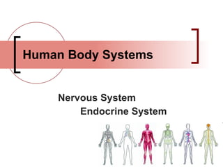 Nervous & Endocrine Systems | PPT
