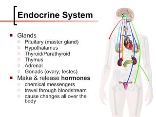 Nervous & Endocrine Systems | PPT