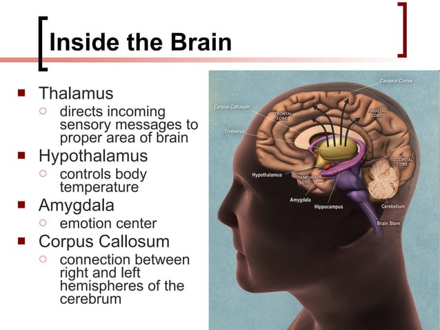 Nervous & Endocrine Systems | PPT