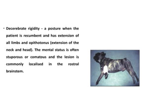 Nervous examination in small animal | PPTX