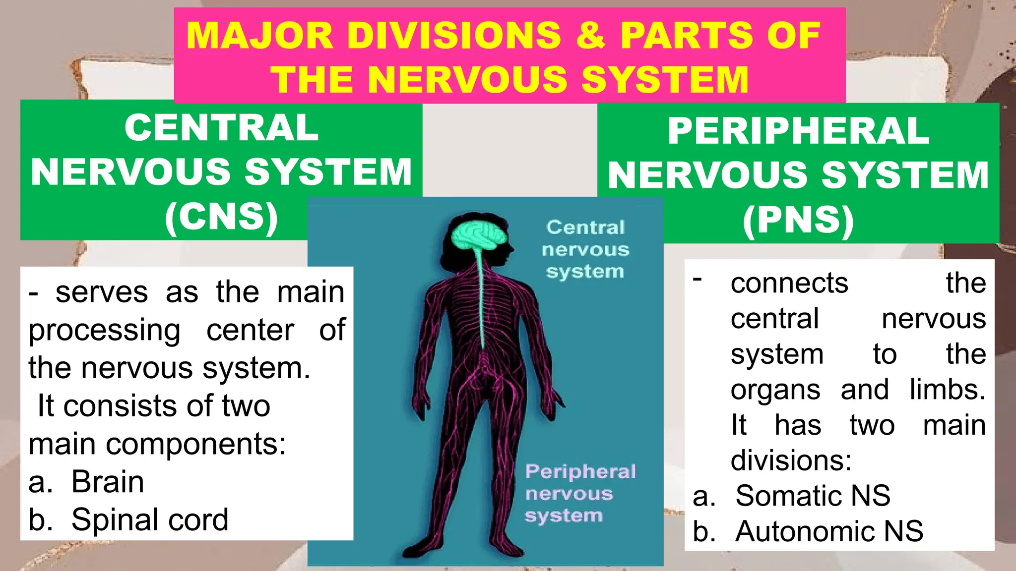 NERVOUS SYSTEM INTRODUCTION - SCIENCE 10 | PPTX
