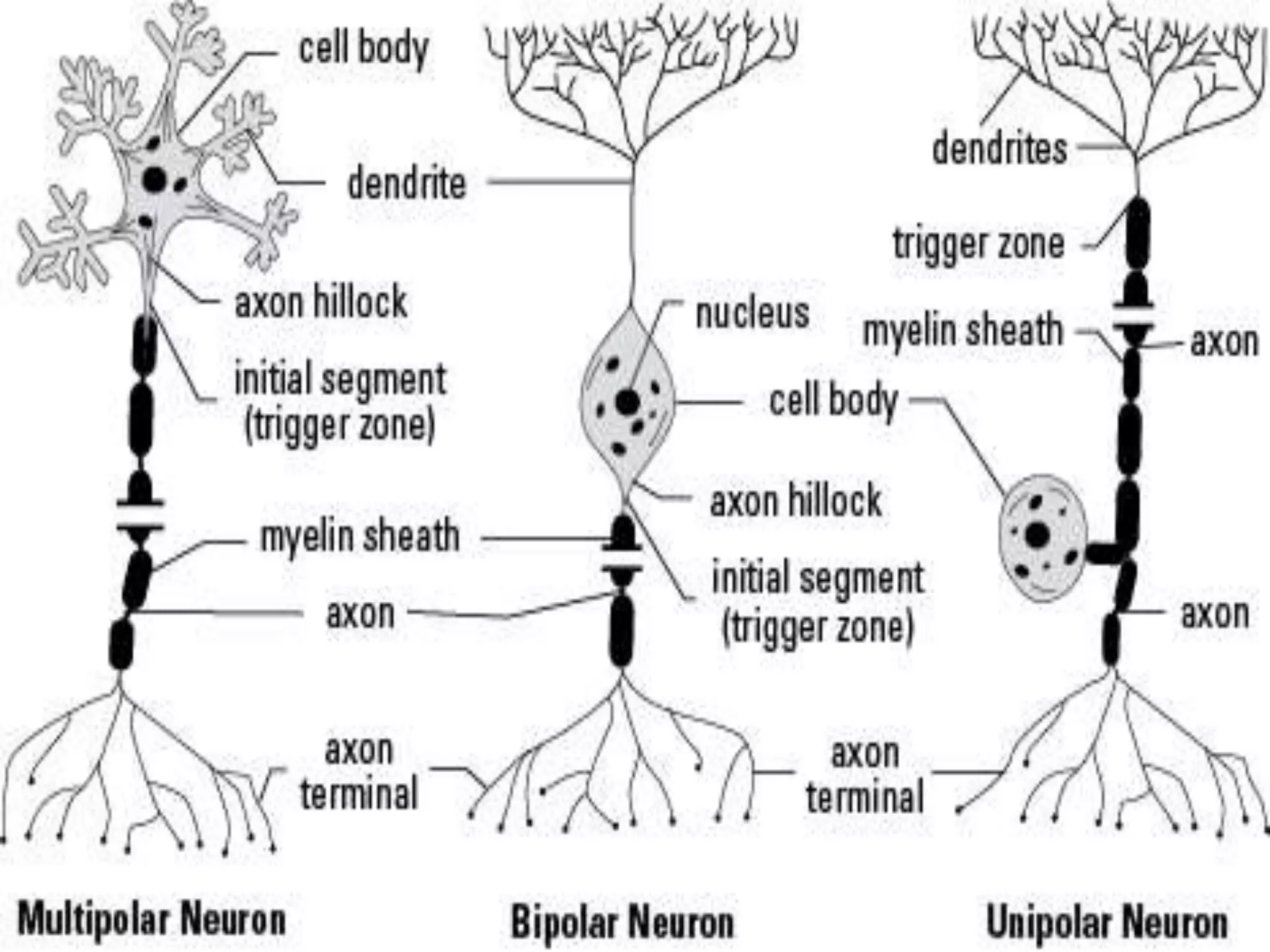 System of nerve, blood and muscle | PPTX
