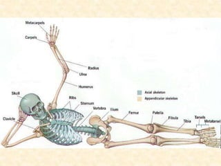 final demo about Nervous_MusclesSkeleton.ppt