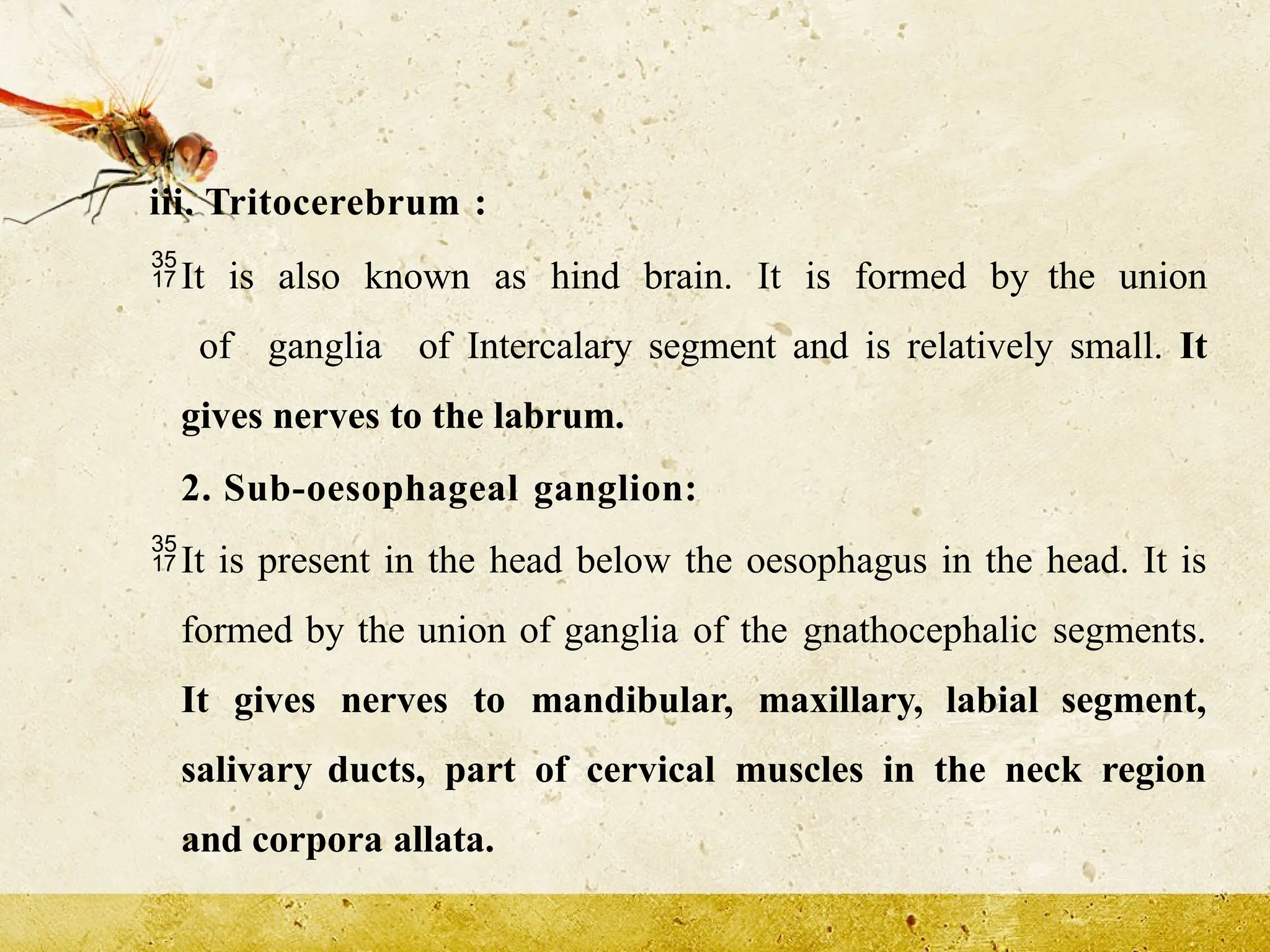 To study the nervous system of insect.pptx