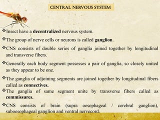 To study the nervous system of insect.pptx