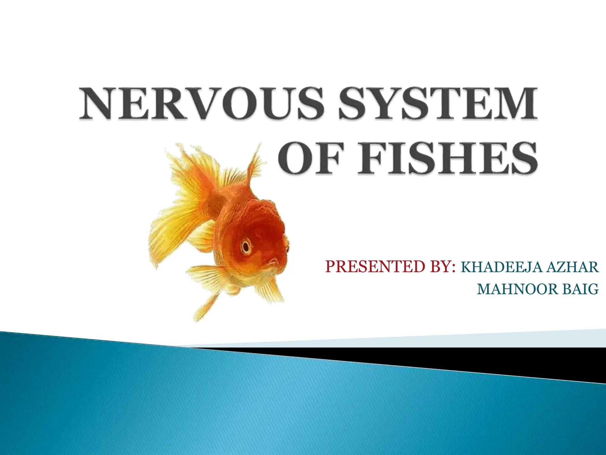 Nervous system of fish; a detailed study | PPTX | Eye and Vision ...