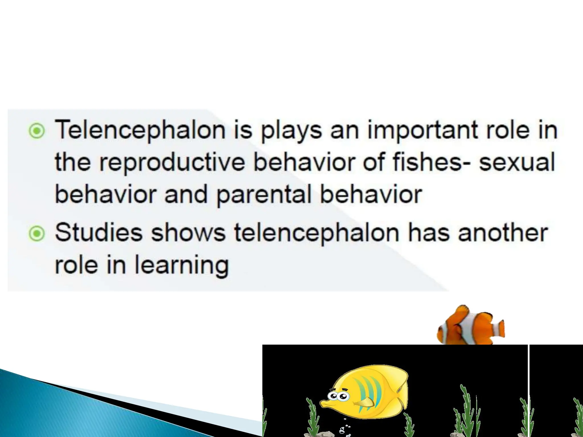 Nervous system of fish; a detailed study | PPTX