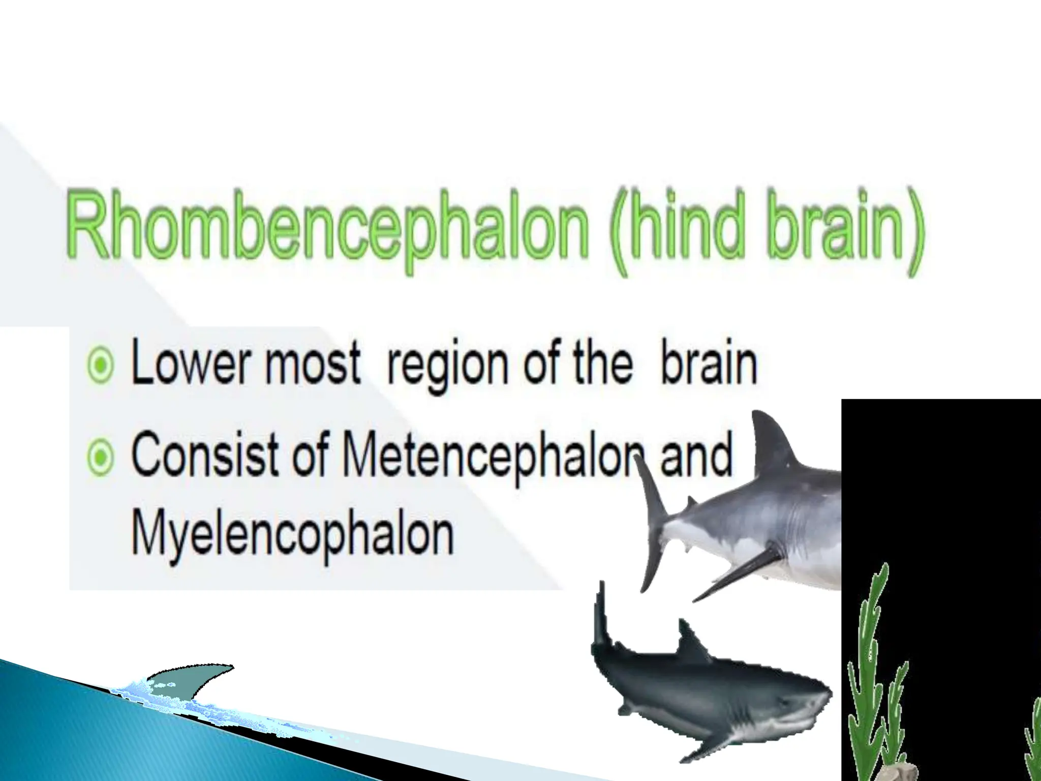Nervous system of fish; a detailed study | PPTX