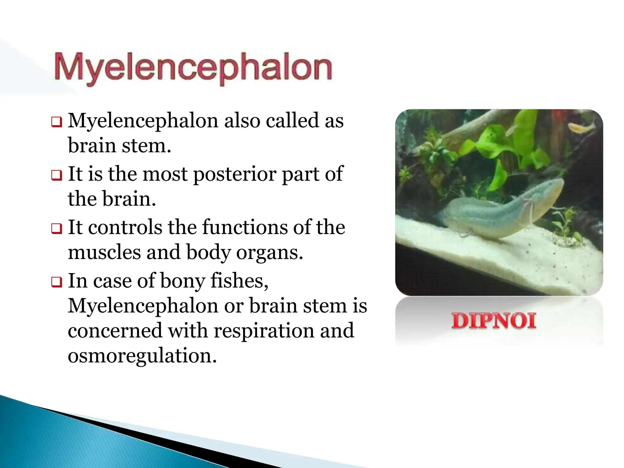 Nervous system of fish; a detailed study | PPTX