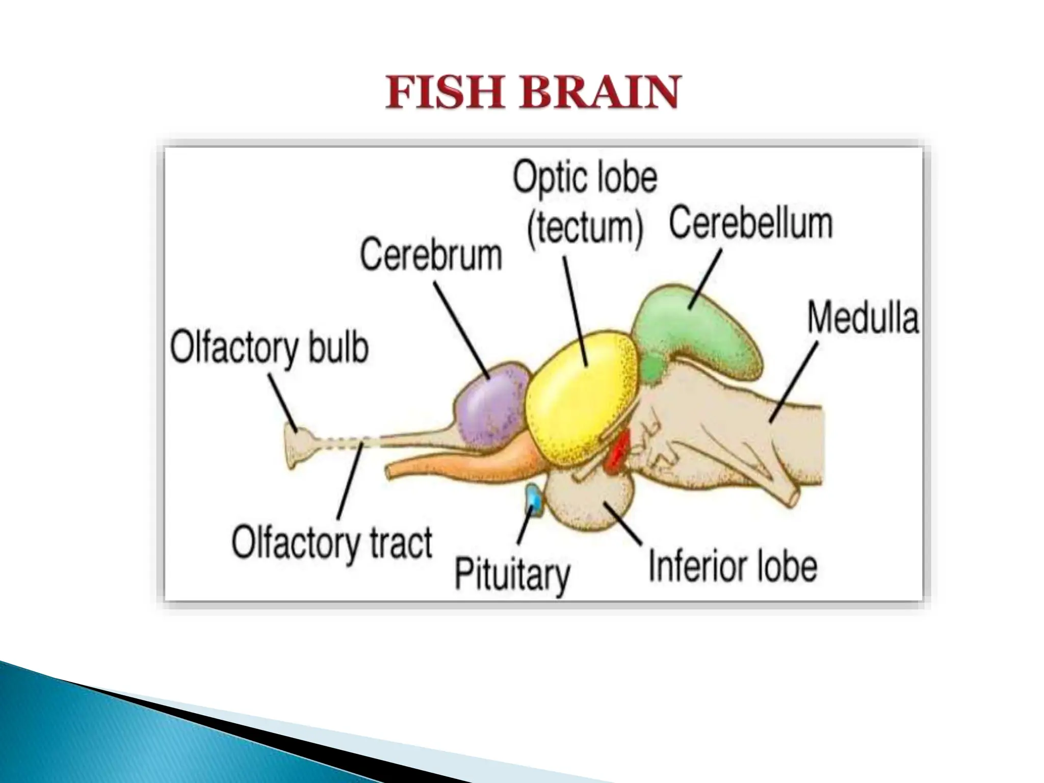 Nervous system of fish; a detailed study | PPTX