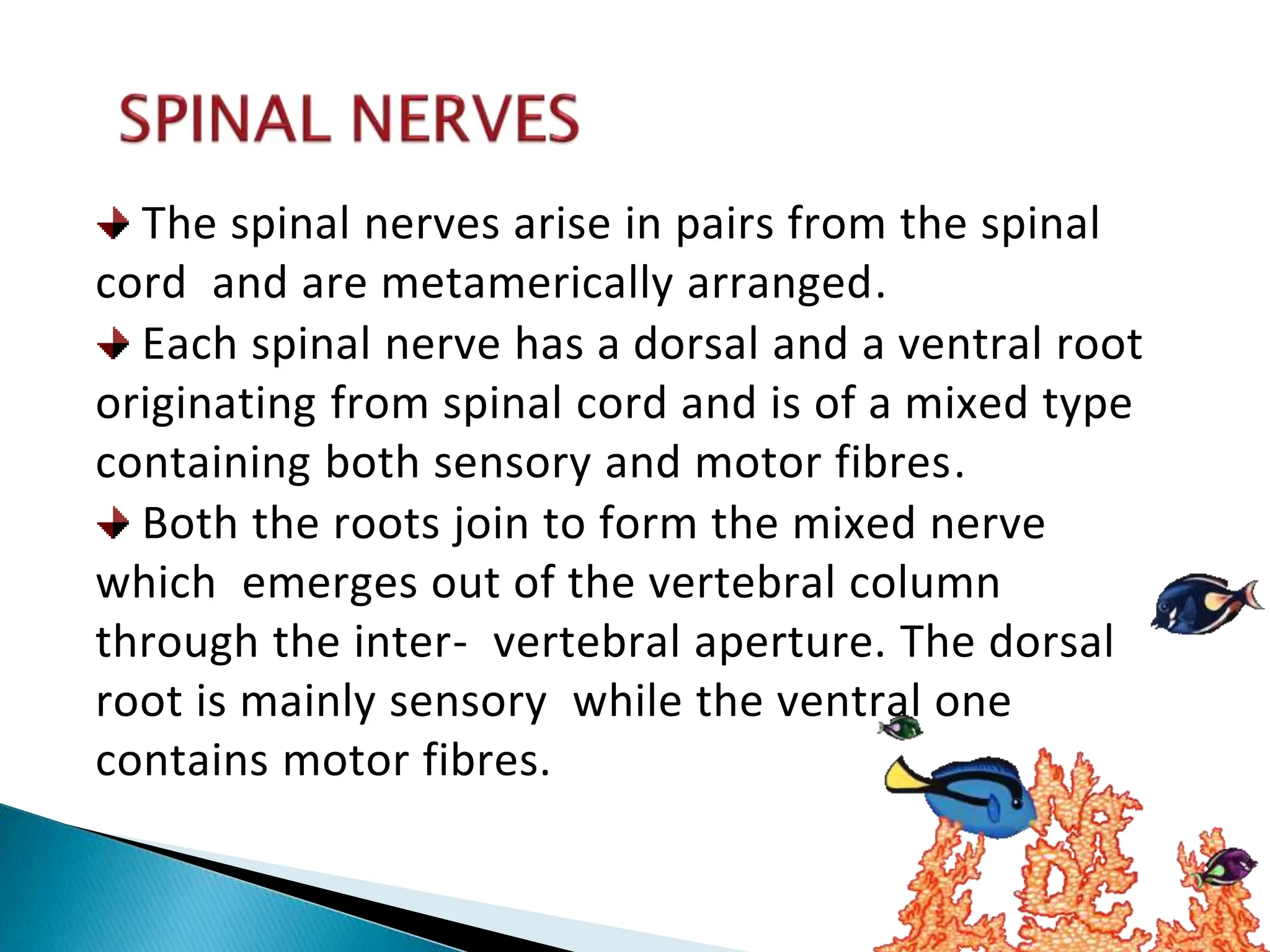 Nervous system of fish; a detailed study | PPTX
