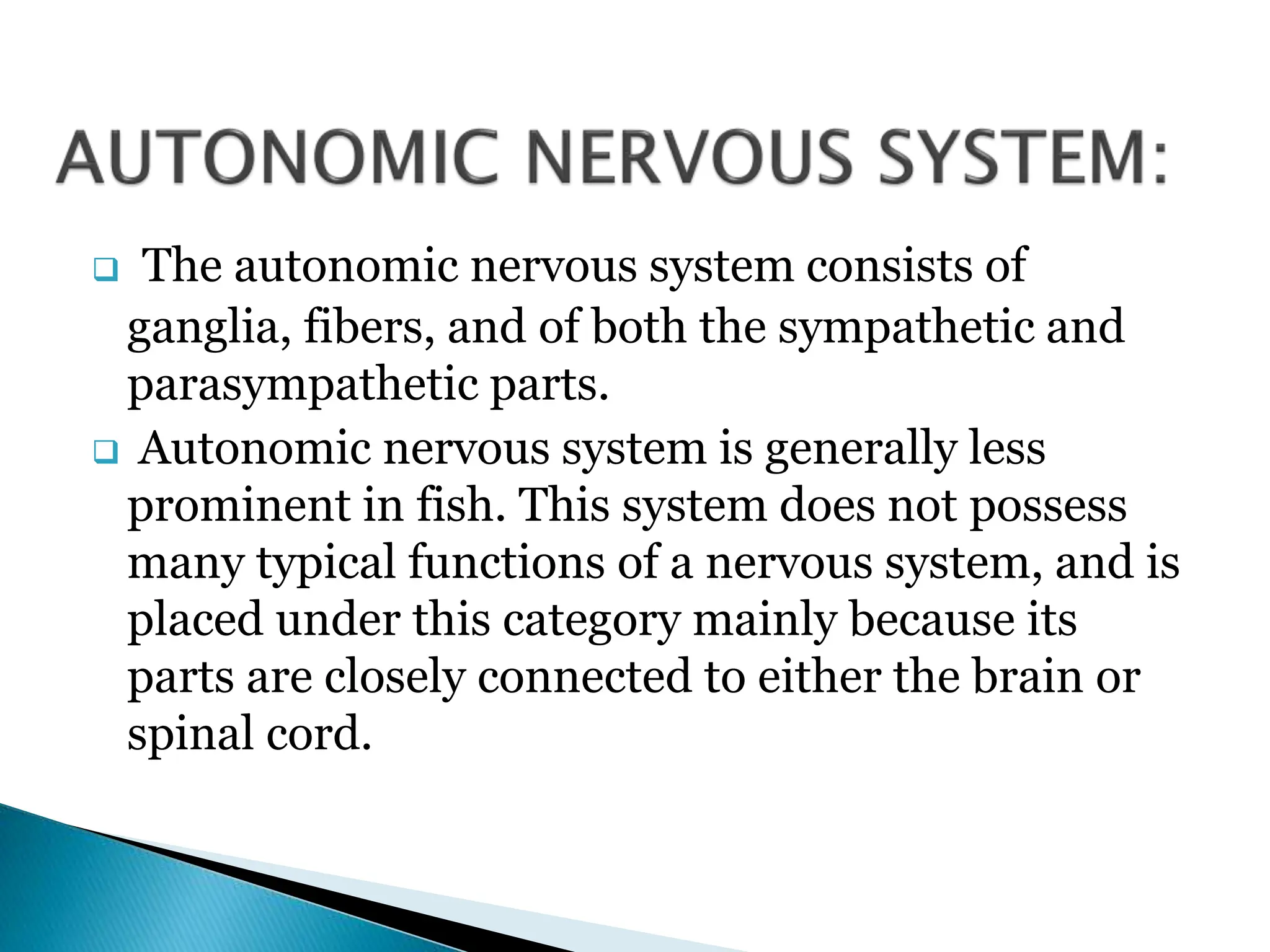Nervous system of fish; a detailed study | PPTX