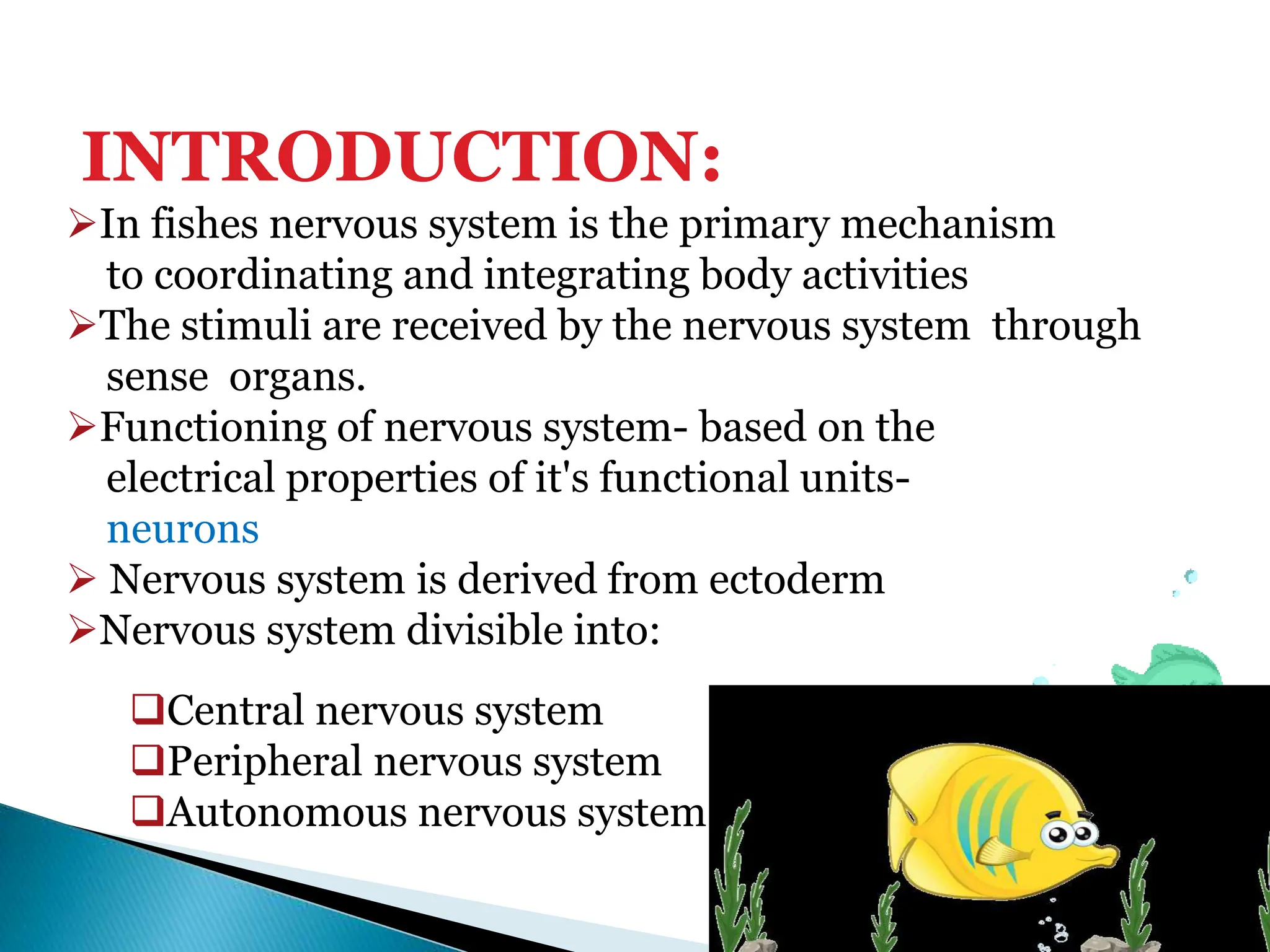 Nervous system of fish; a detailed study | PPTX