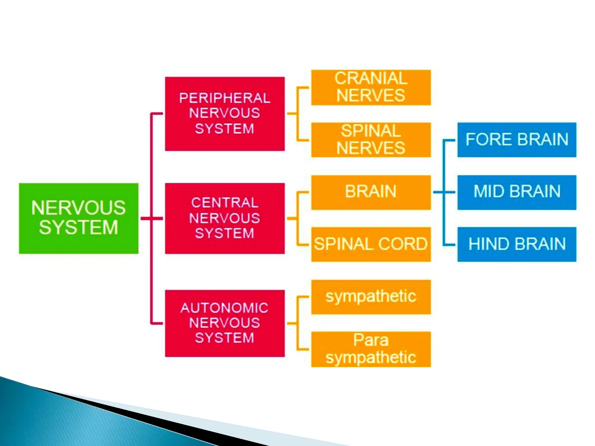 Nervous system of fish; a detailed study | PPTX