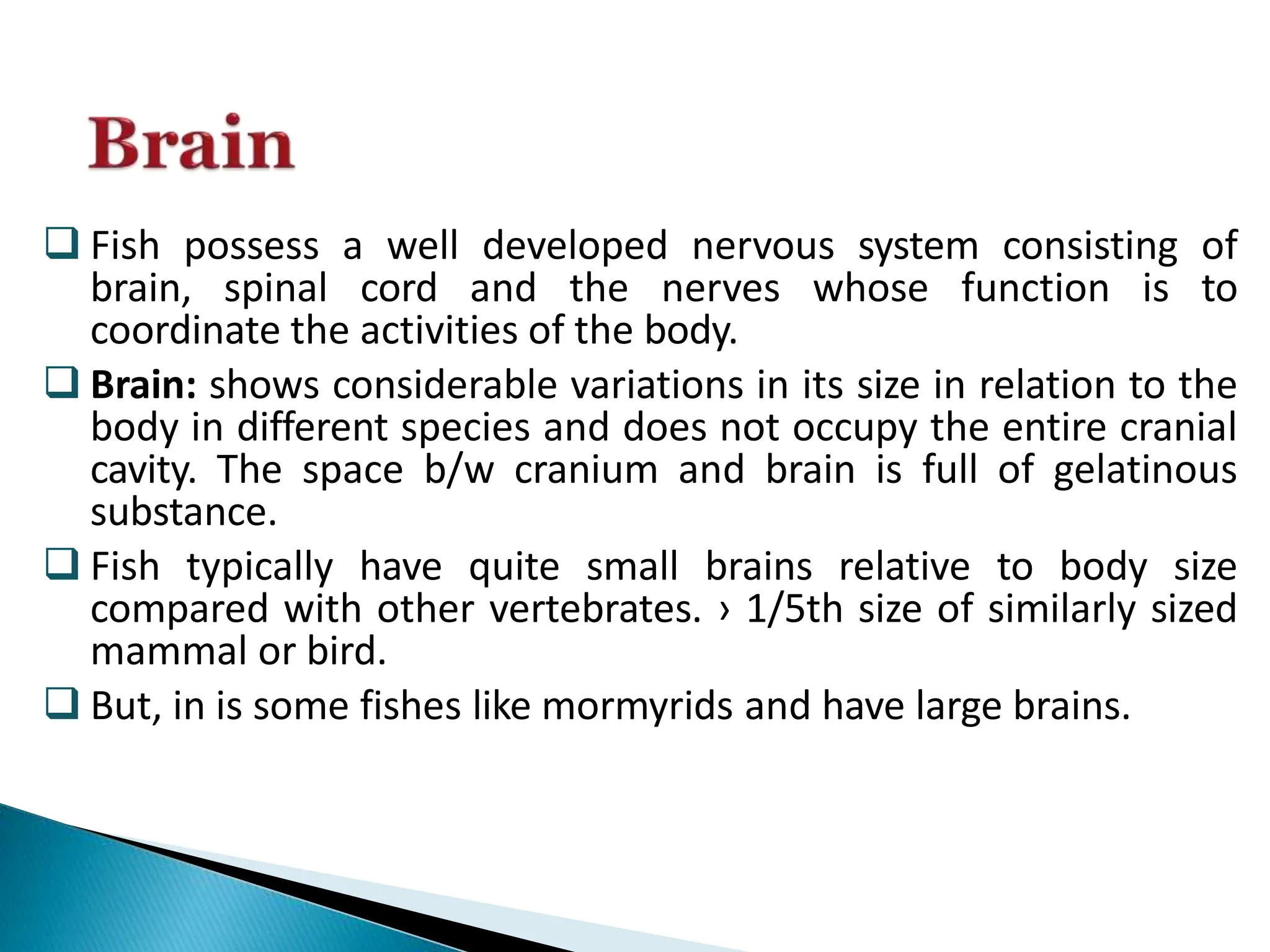 Nervous system of fish; a detailed study | PPTX
