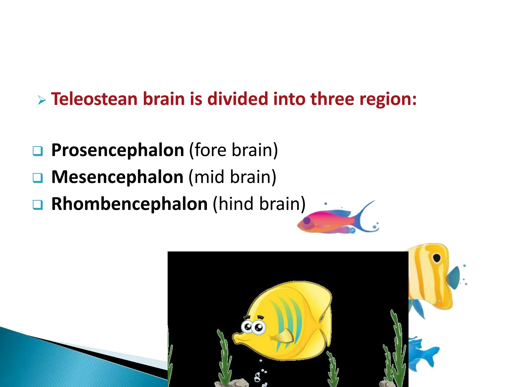 Nervous system of fish; a detailed study | PPTX