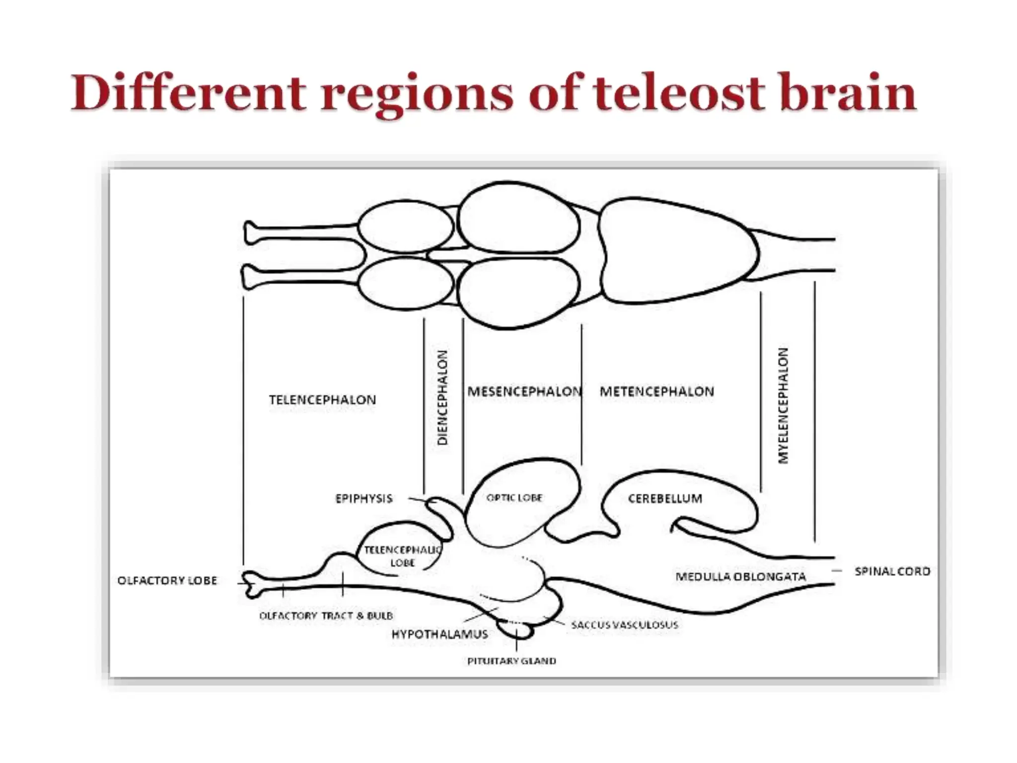 Nervous system of fish; a detailed study | PPTX
