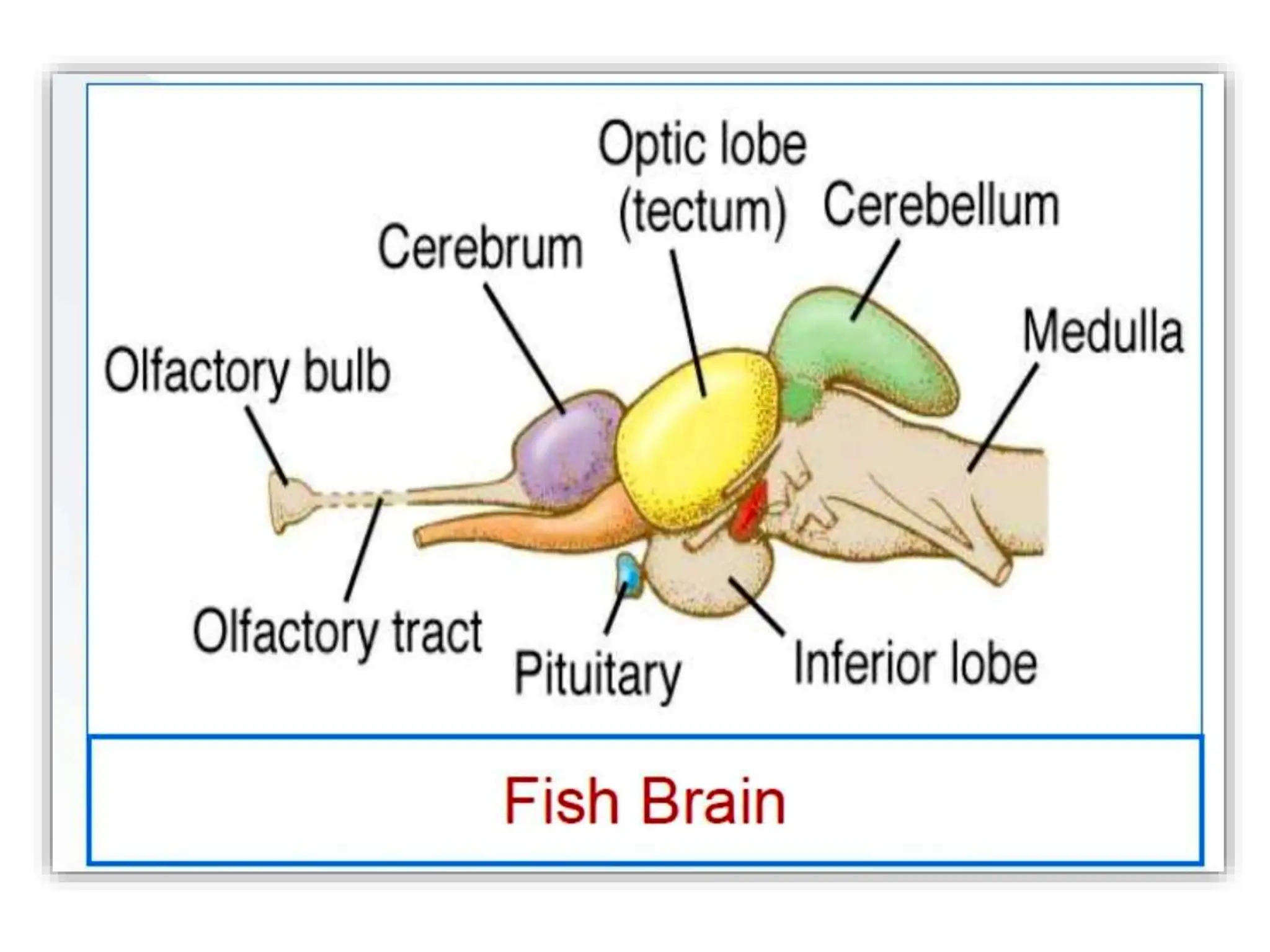 Nervous system of fish; a detailed study | PPTX