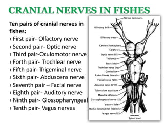 Nervous system of fish; a detailed study | PPTX