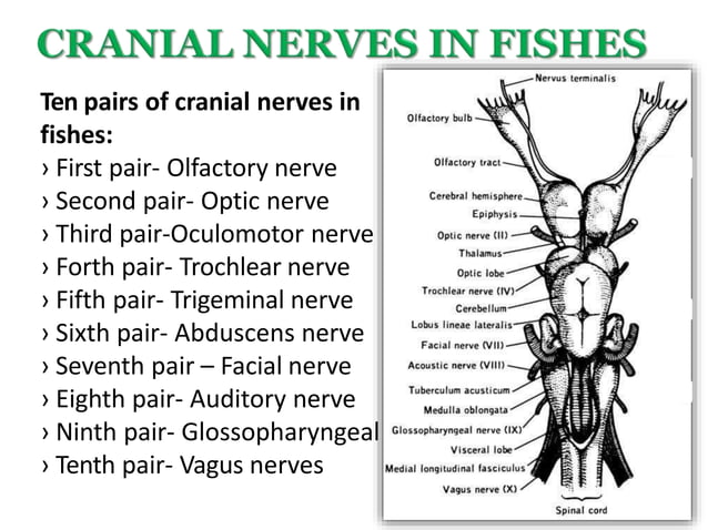 Nervous system of fish; a detailed study | PPTX | Eye and Vision ...