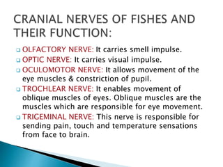 Nervous system of fish; a detailed study | PPTX