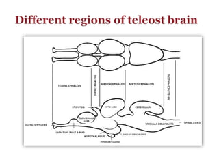 Nervous system of fish; a detailed study | PPTX | Eye and Vision ...