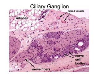 Nervous system | PPT