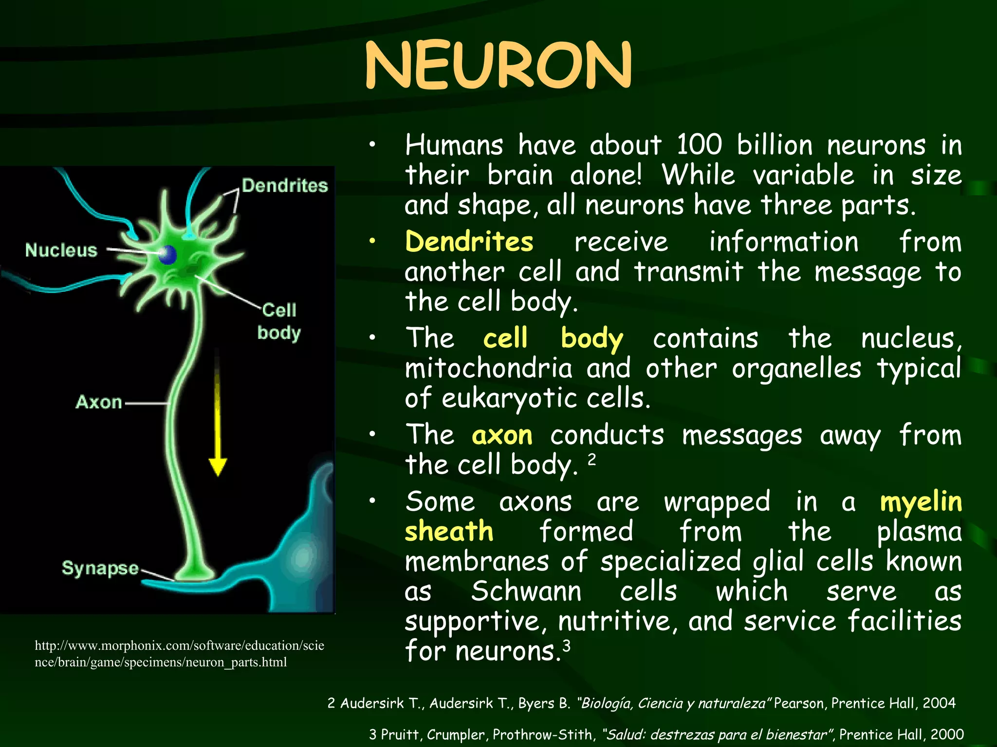 Nervous System | PPT