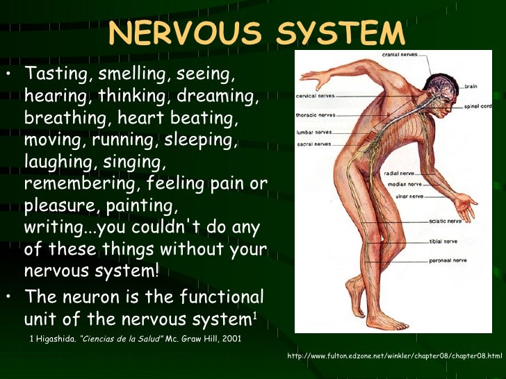 Nervous System