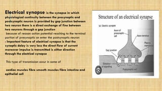 Nervous system of Human Beings Anatomy and physiology-1.pptx