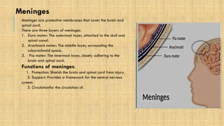 Nervous system of Human Beings Anatomy and physiology-1.pptx