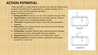 Nervous system of Human Beings Anatomy and physiology-1.pptx
