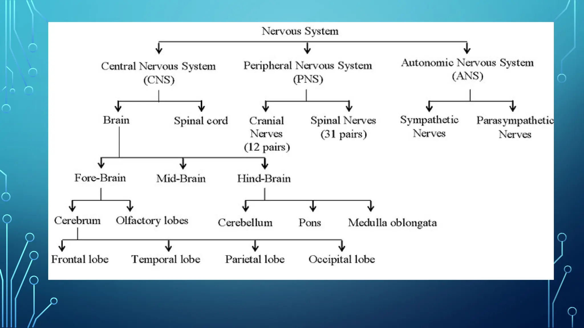 detailed study of Nervous system-1.pptx