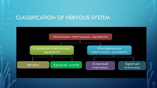 detailed study of Nervous system-1.pptx