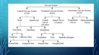 detailed study of Nervous system-1.pptx