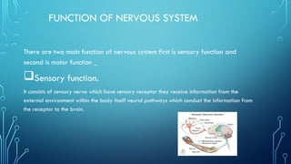 study of the Nervous system in detail-1.pptx
