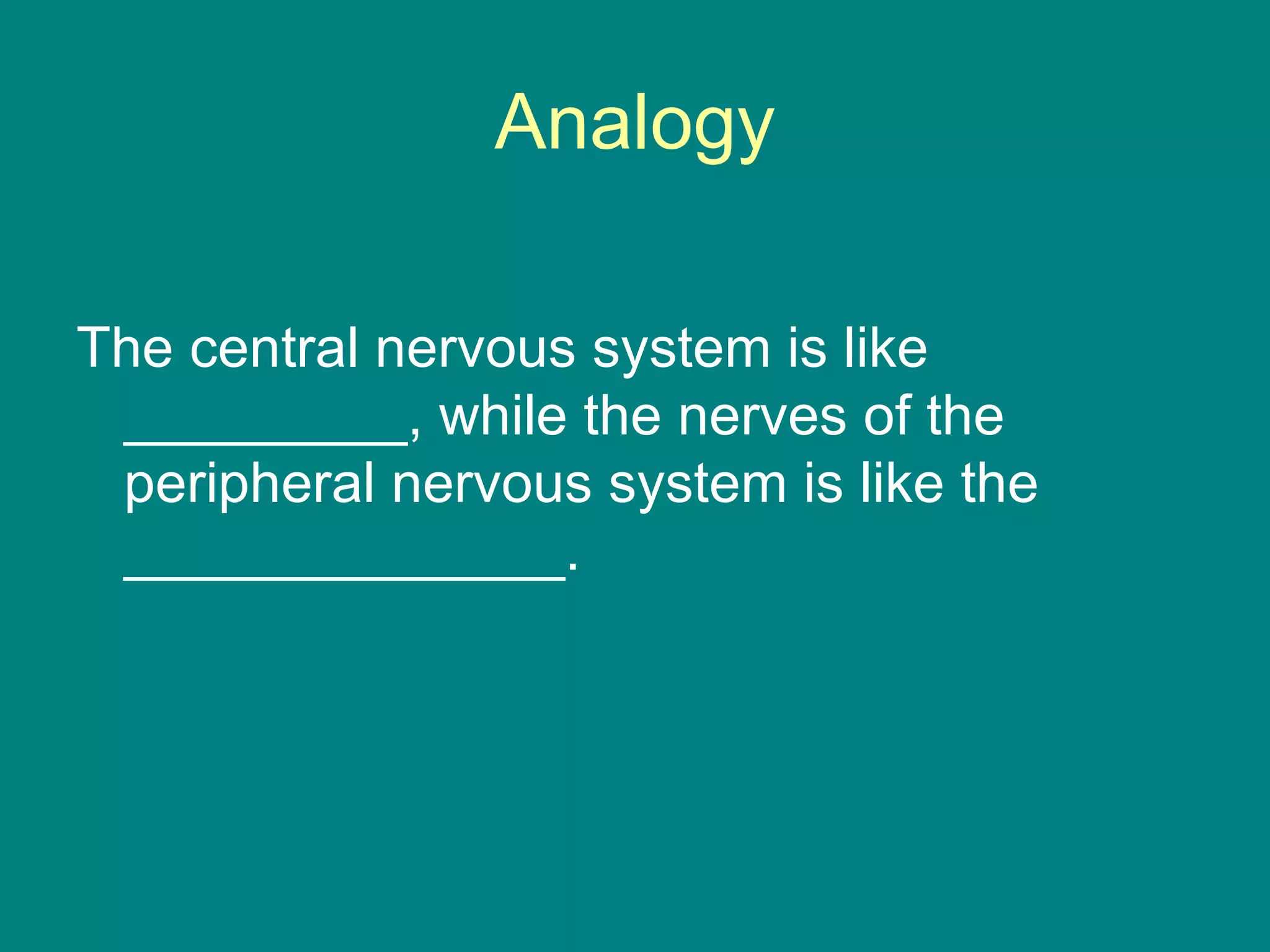 Nervous System Notes | PPT