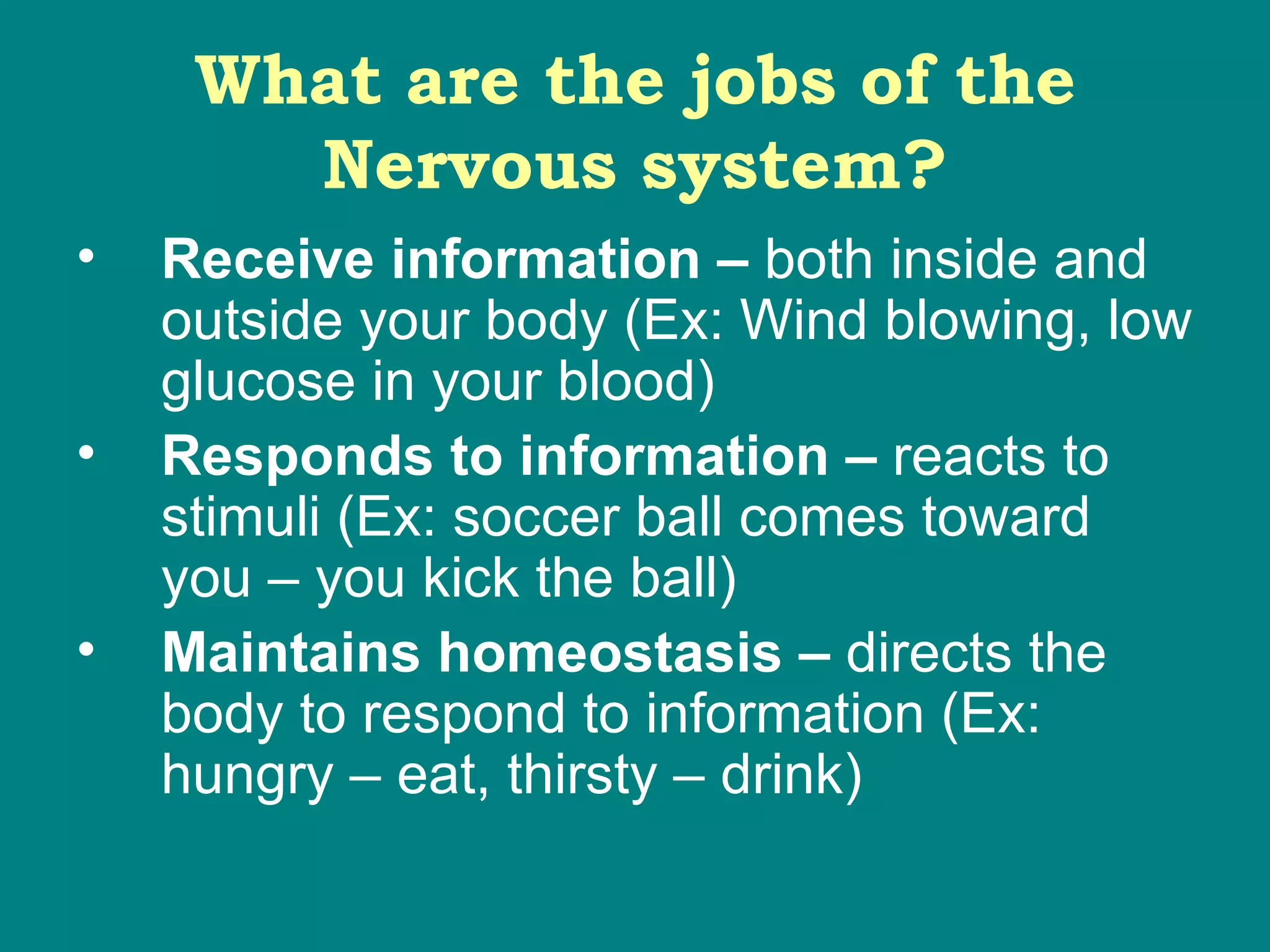 Nervous System Notes | PPT