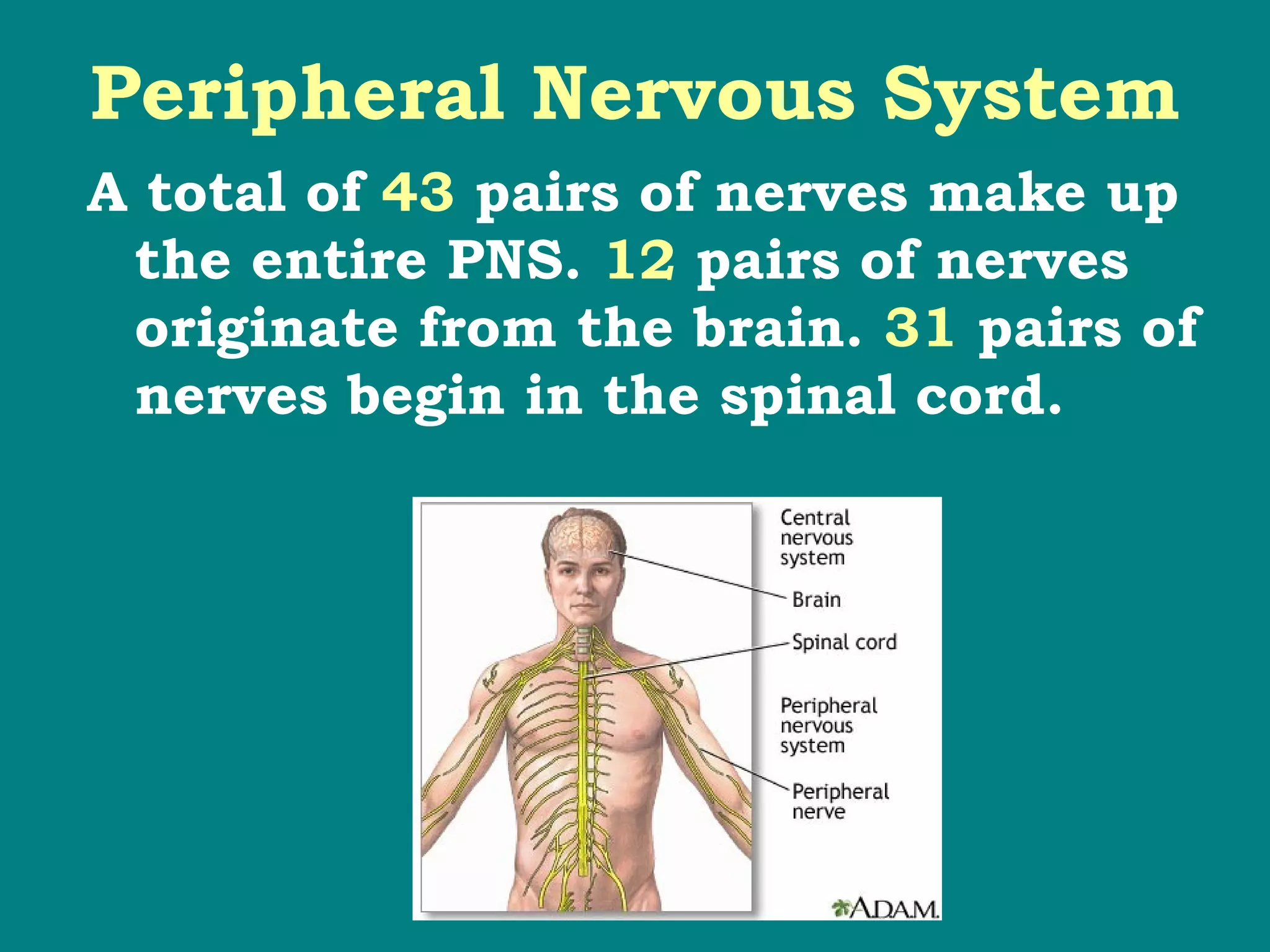 Nervous System Notes | PPT