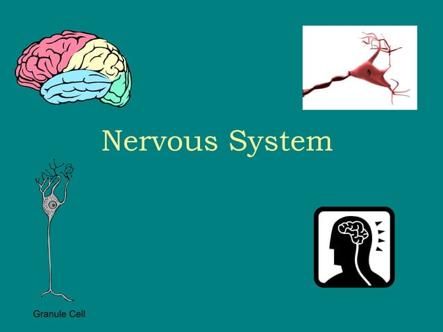 Nervous System Notes | PPT | Brain and Nervous System Disorders ...
