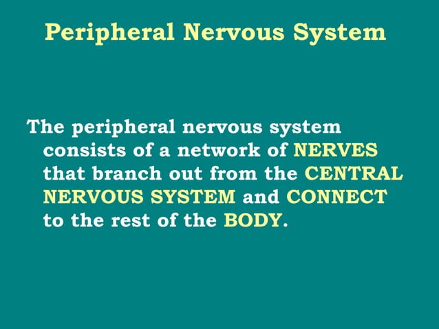 Nervous System Notes | PPT | Brain and Nervous System Disorders ...