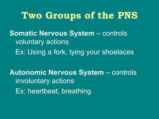 Nervous System Notes | PPT