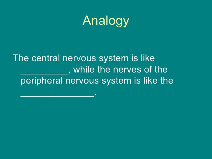 Nervous System Notes