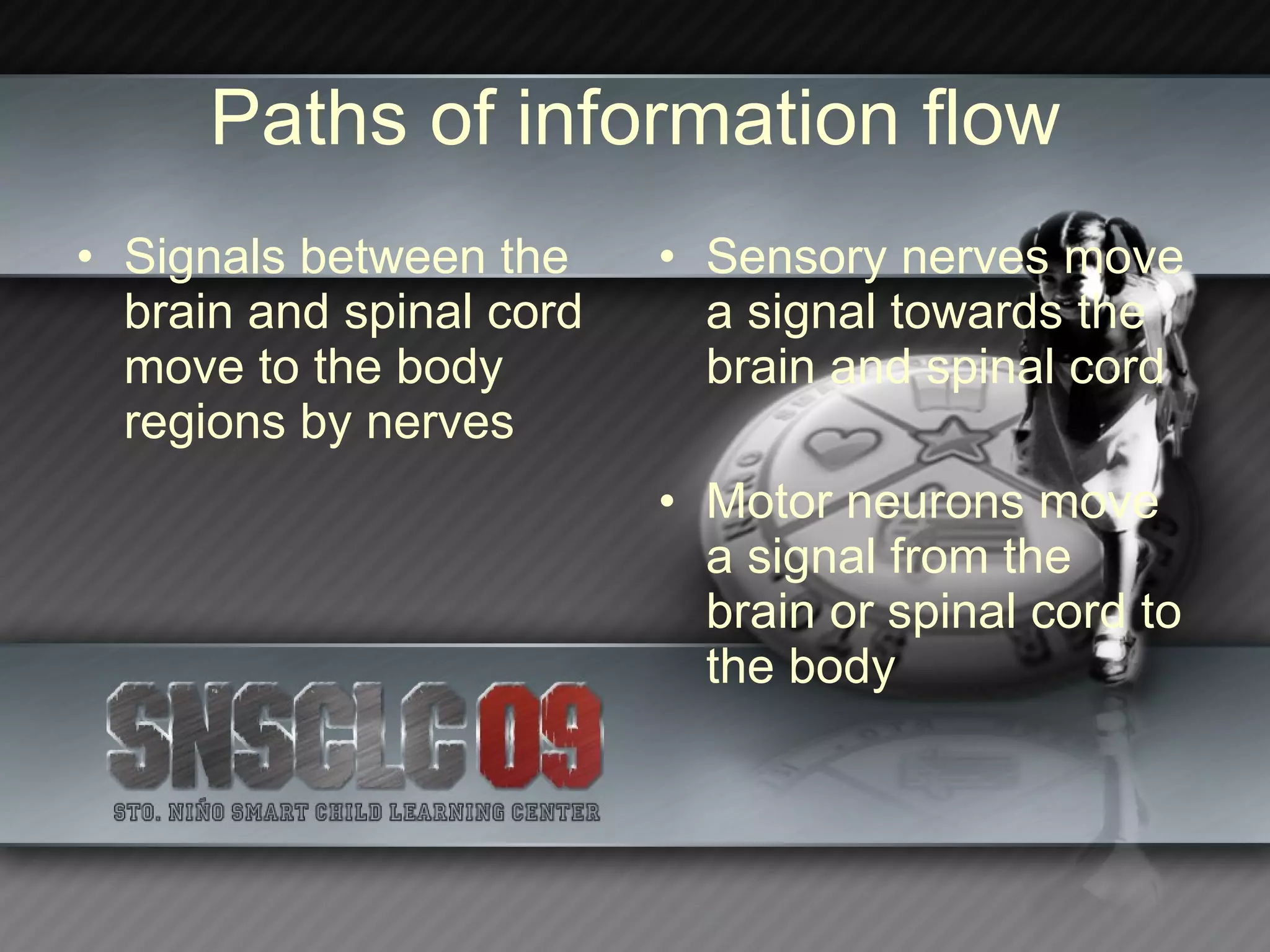 Nervous System | PPT