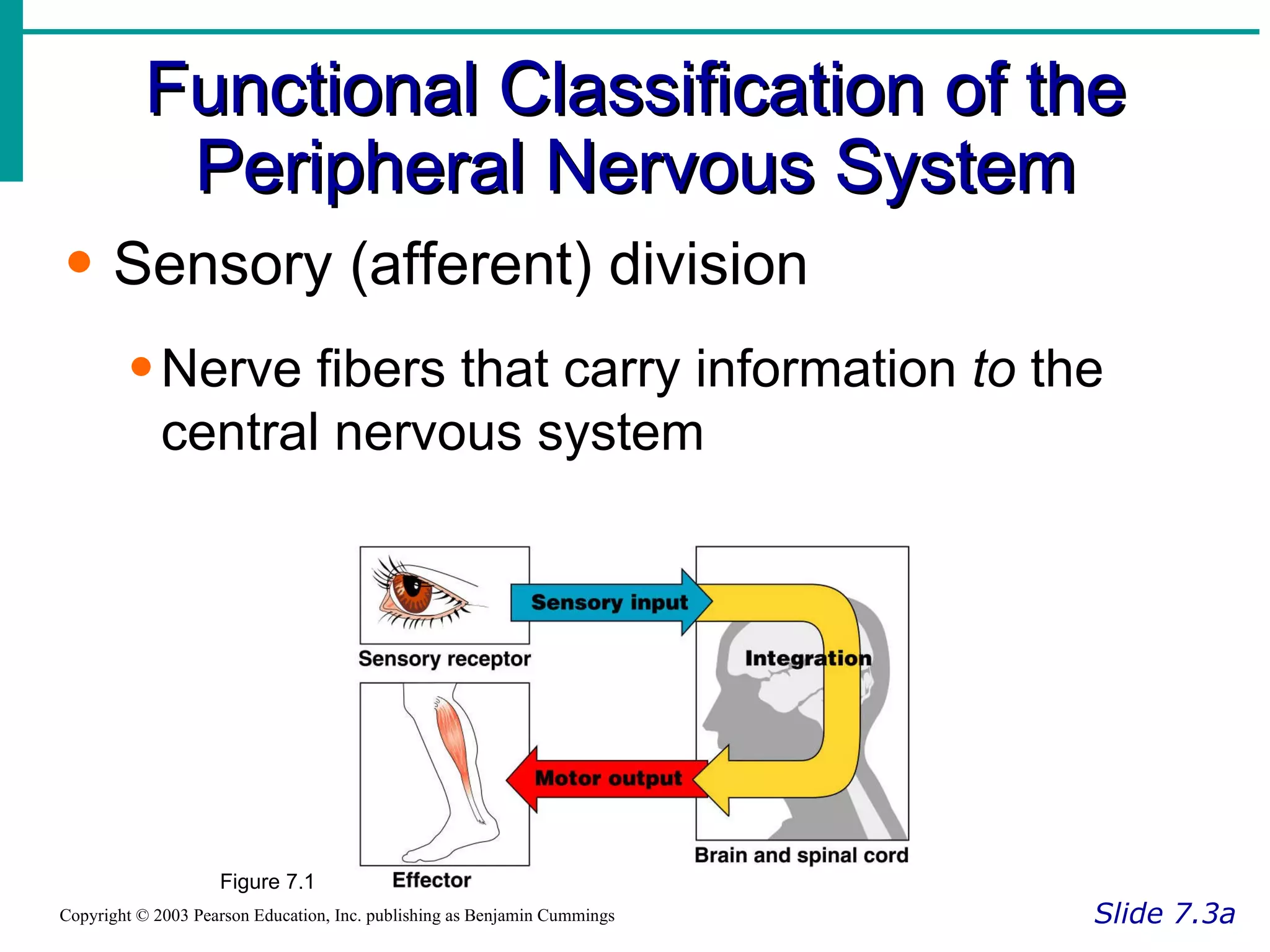 Nervous system | PPT