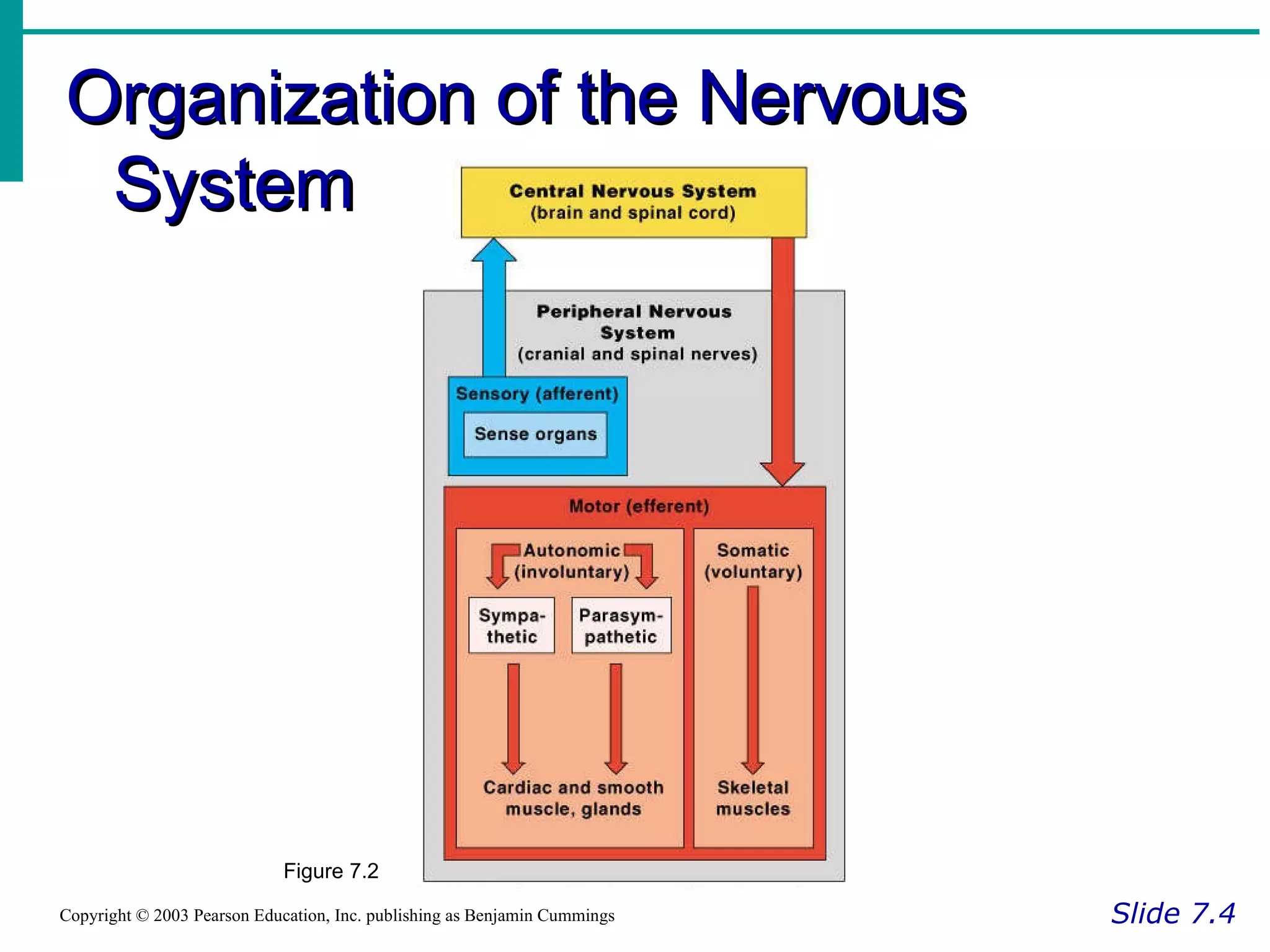 Nervous system | PPT