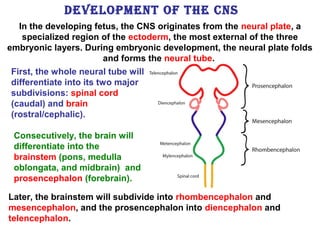 Nervoussystem | PPT
