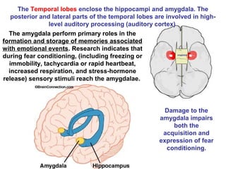 Nervoussystem | PPT